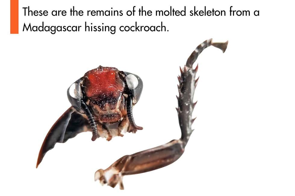 8 Insects That Molt—From Superpowers to Shape Shifters (With Pictures ...