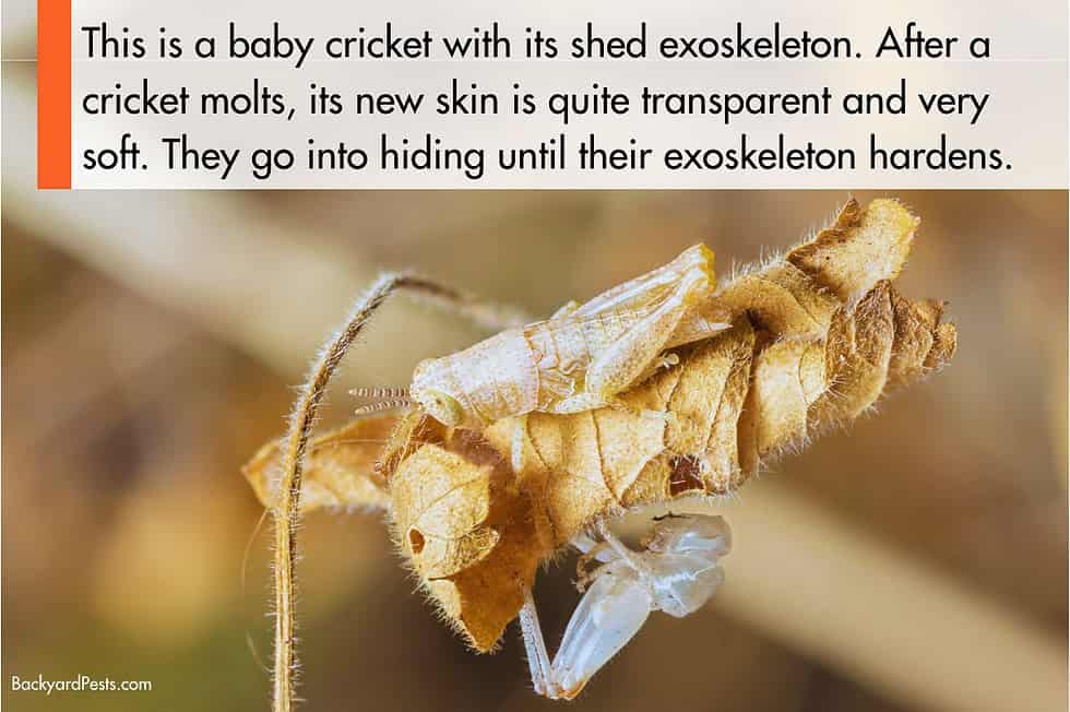 8 Insects That Molt—From Superpowers to Shape Shifters (With Pictures ...