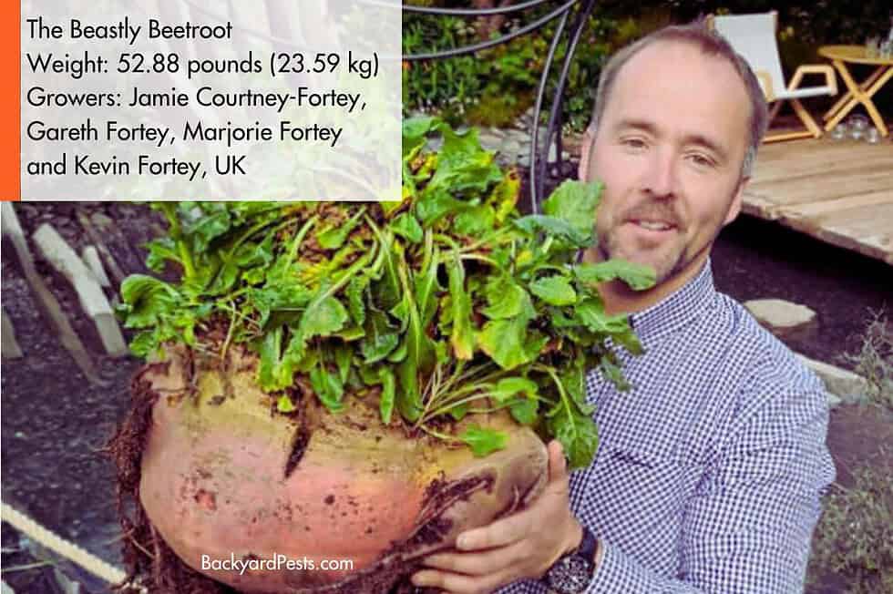 5 Biggest Vegetables in the World – When Size Really Does Matter ...