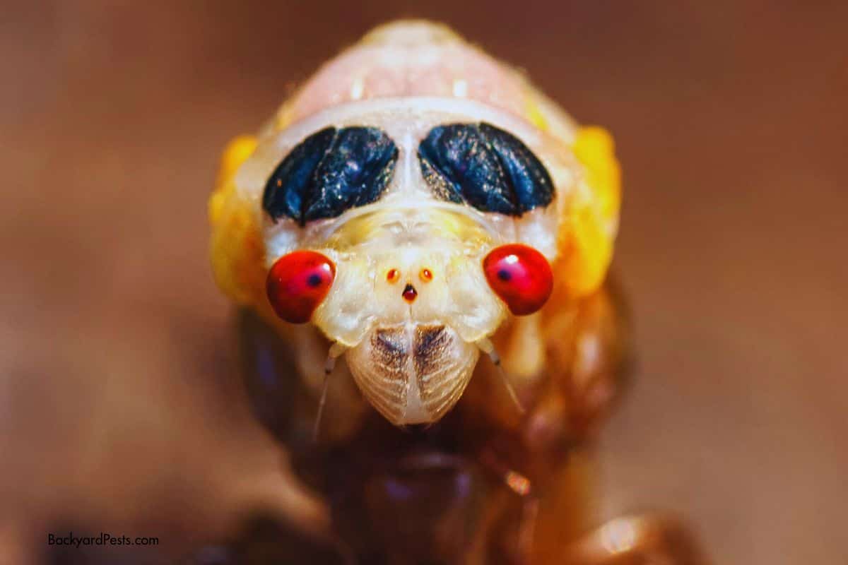 8 Insects That Molt—From Superpowers to Shape Shifters (With Pictures ...