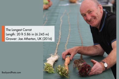 5 Biggest Vegetables in the World – When Size Really Does Matter ...