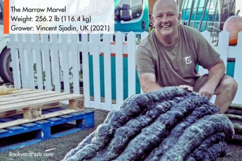 5 Biggest Vegetables in the World – When Size Really Does Matter ...