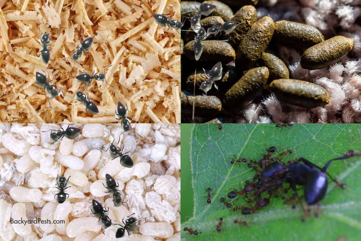 Wood-Eating Ants: Do They Exist And What Damage Do They Do? - Backyard ...