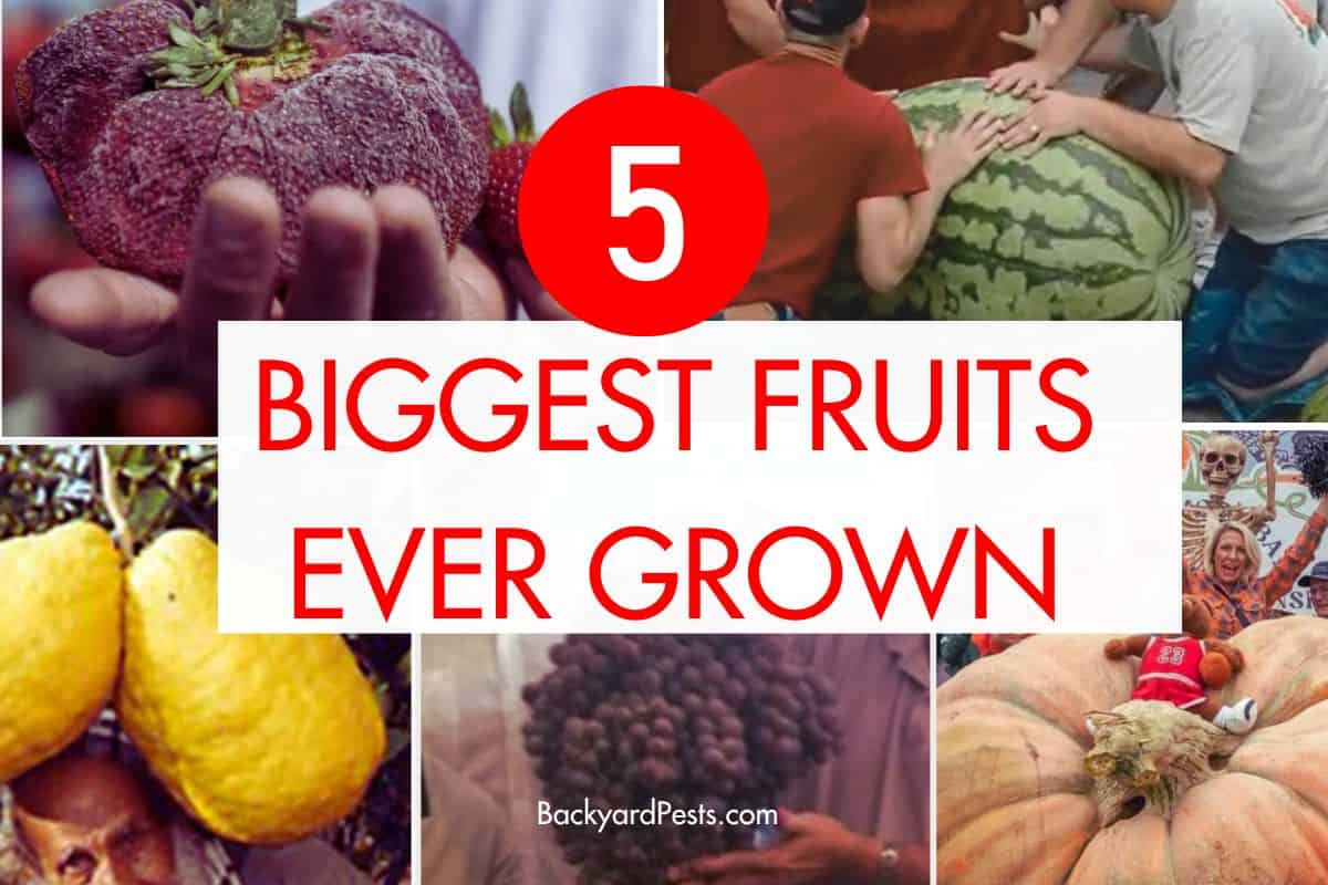 5 Fruits So Big They Smashed World Records - Backyard Pests