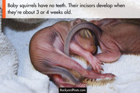 10 Things You Didn’t Know About Squirrel Teeth 🐿️🦷 - Backyard Pests