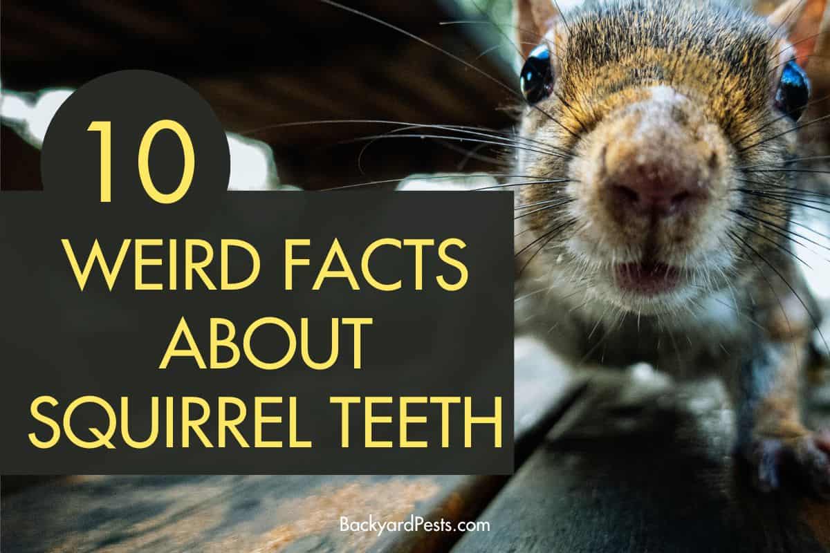 10 Things You Didn’t Know About Squirrel Teeth 🐿️🦷 - Backyard Pests