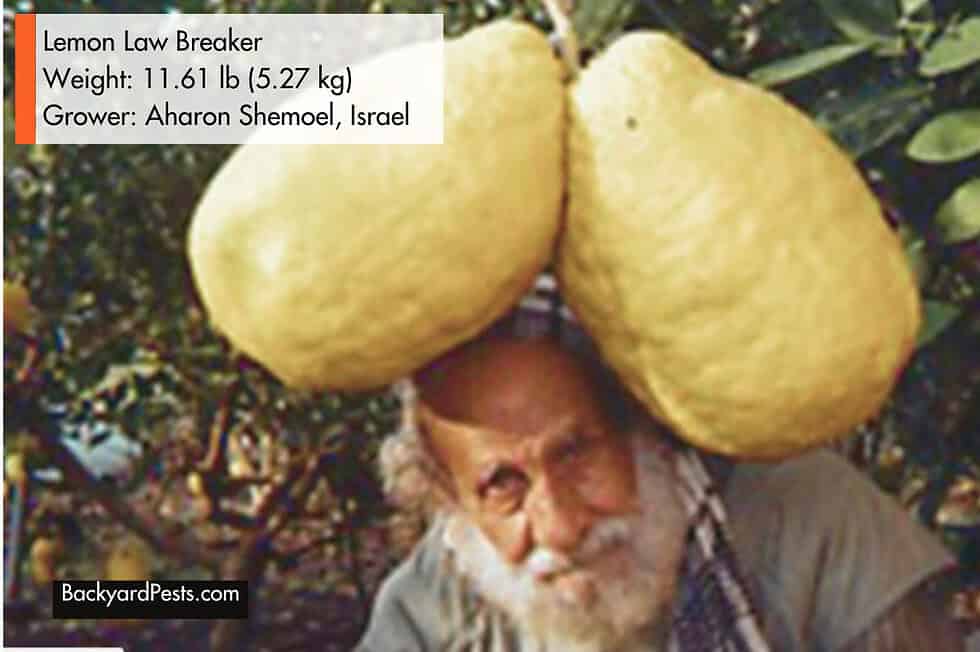 5 Fruits So Big They Smashed World Records - Backyard Pests