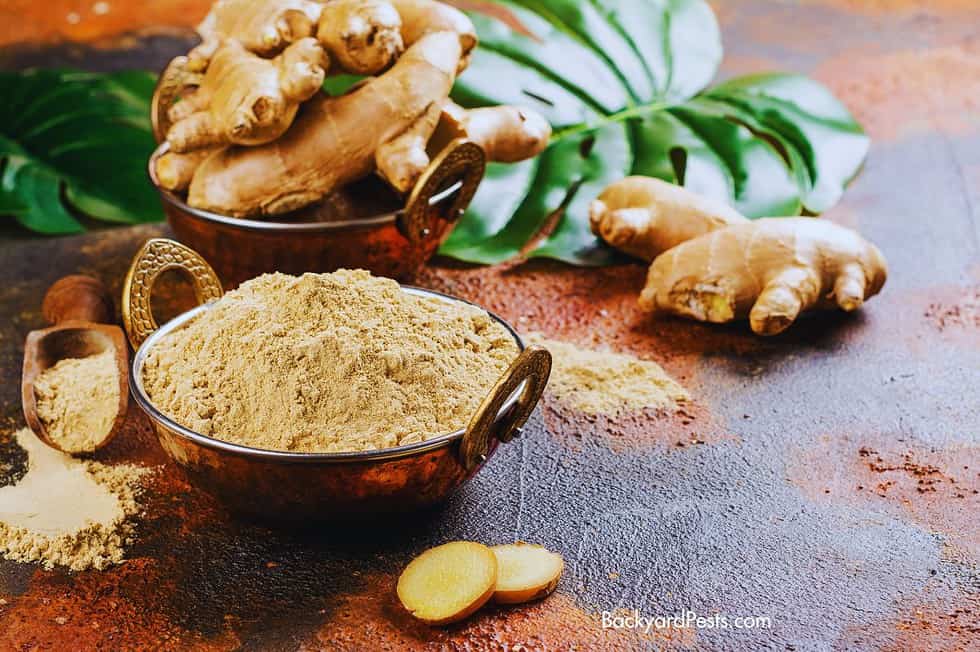 Spicing Up Growth: Hidden Plant Benefits of Your Spice Rack - Backyard ...