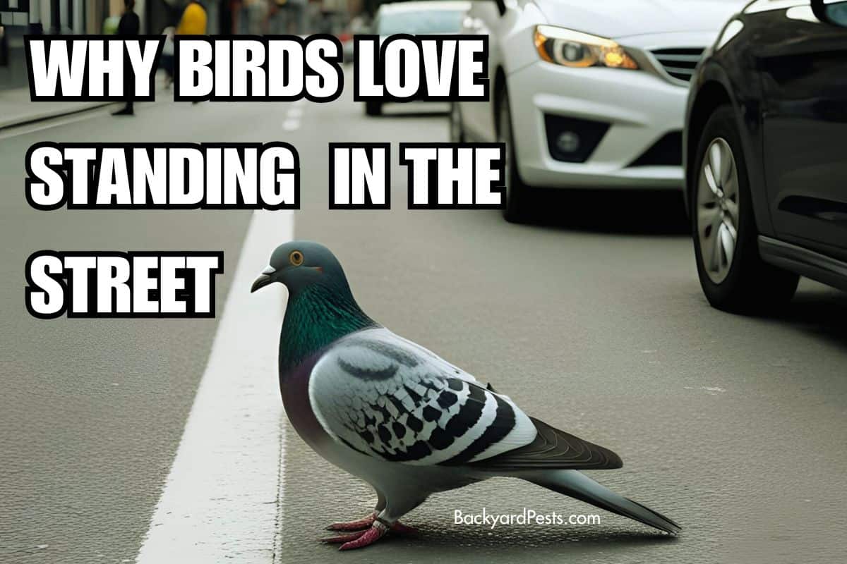 Why do Birds Love Standing in the Street? - Backyard Pests